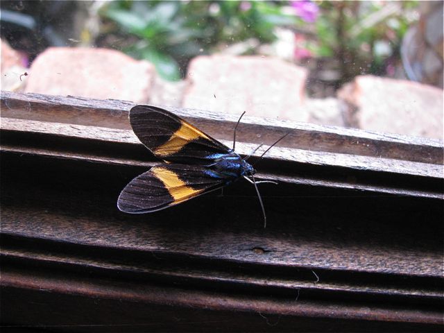 BICHOS – Bugs/insects/critters