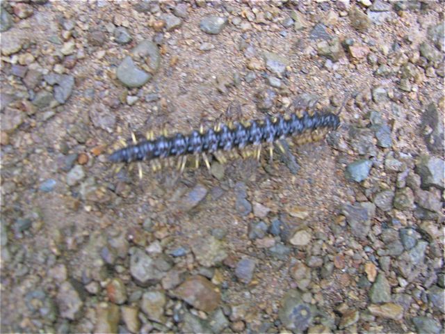 Gusanera - Worm mass passing through obstacles