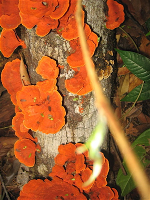 Mushrooms – Hongos