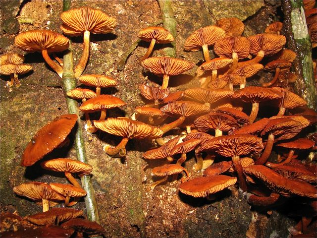 This entry was posted in Hiking Costa Rica , Hongos - Mushrooms on ...